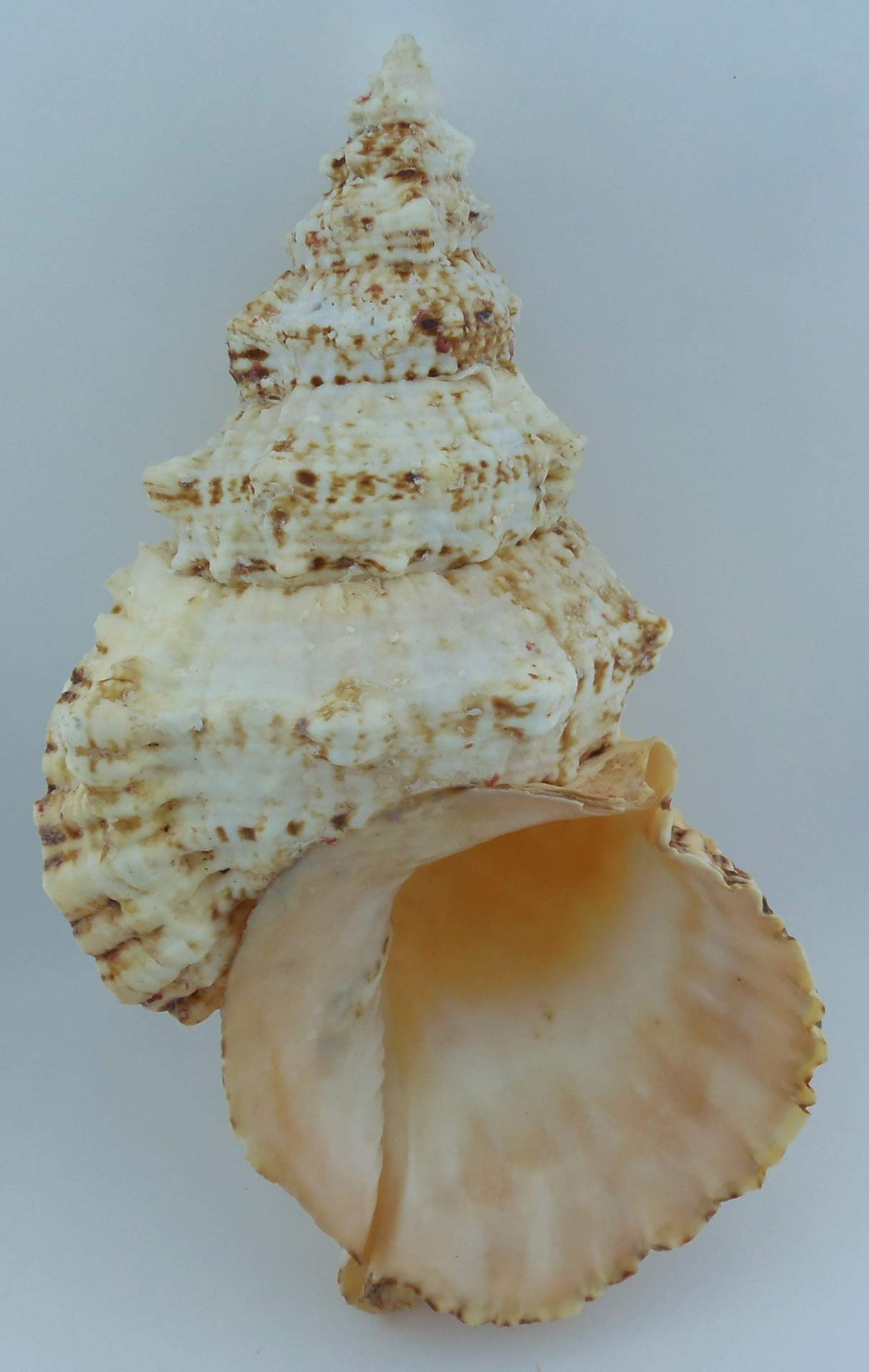 Concha De Caracol Voador Gigante Nova Chegada Designs Personalizados