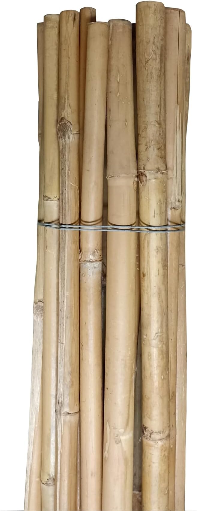 Pag Canne di bamboo ⌀ 24/26 mm Altezza 3000 mm | Tutori per Orto ...