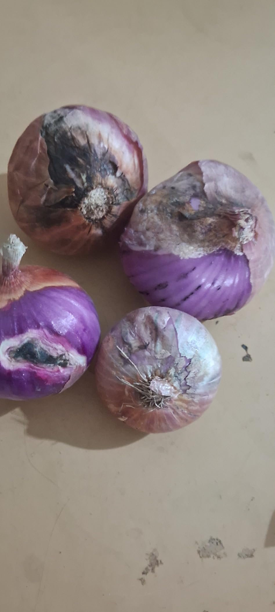 Fresh Onion, 1kg : Amazon.in: Grocery & Gourmet Foods