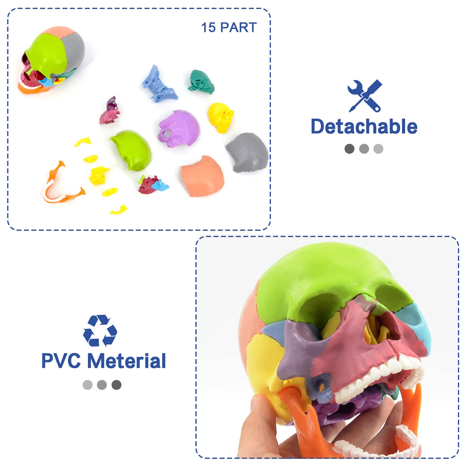 Snapklik.com : LYOU Human Skull Model For Learning