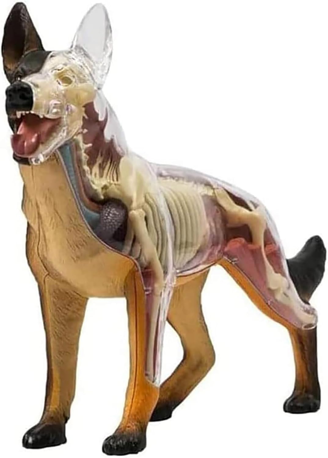 4D Vision Dog Anatomy Model, Wolf Dog Skeleton Philippines | Ubuy