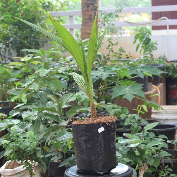 Very dwarf coconut tree (Pack of 1) : Amazon.in: Garden & Outdoors
