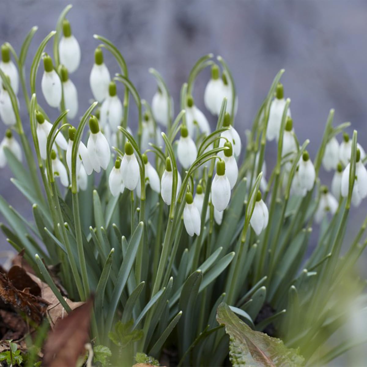 Amazon.com : Van Zyverden Galanthus Snowdrops Set of 5 Bulbs : Patio, Lawn & Garden