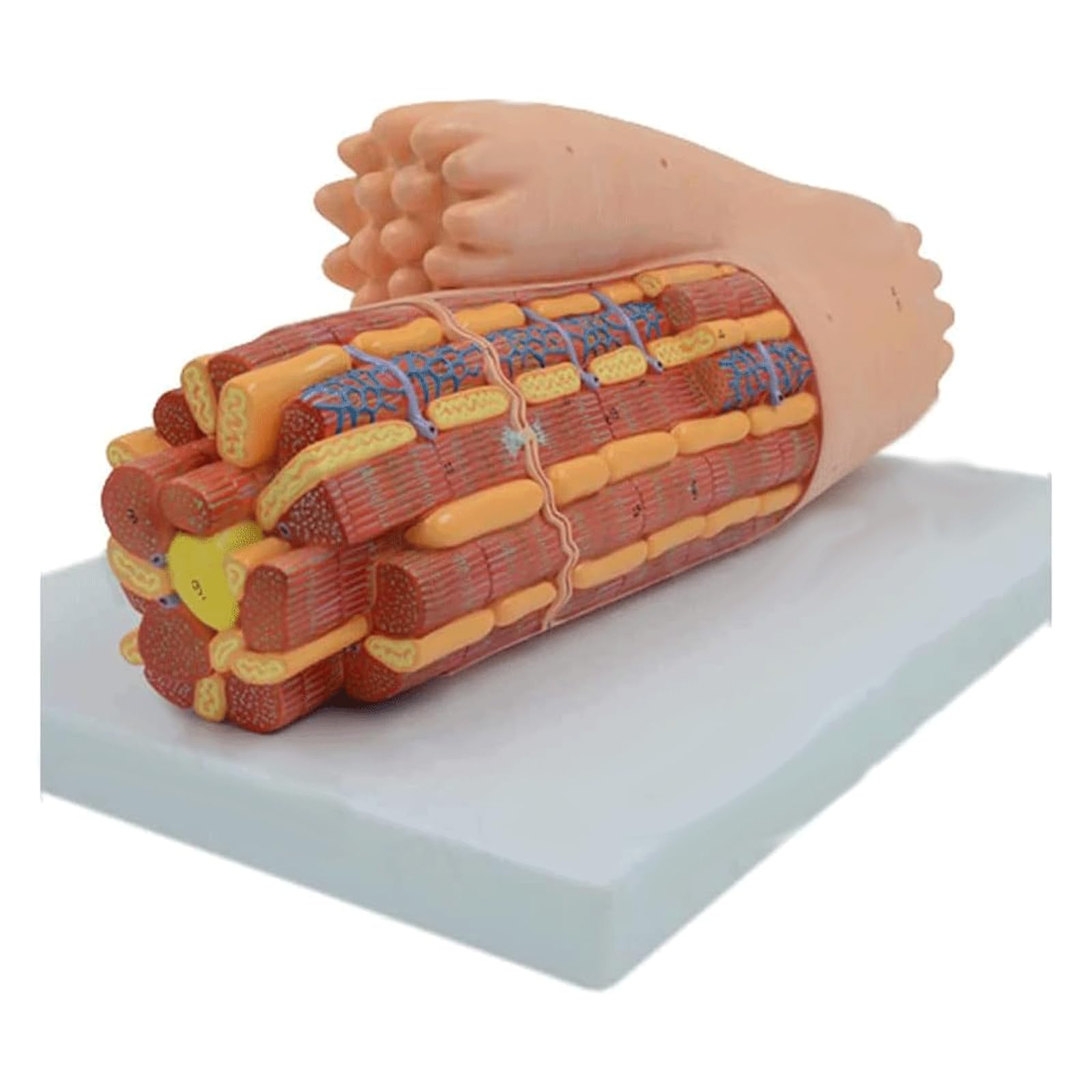 Cardiac Muscle Cell Model Life11e_ch47