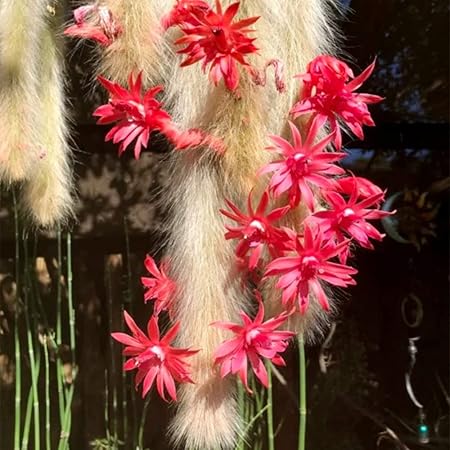 Amazon.com : Portal Cool Hildewintera Cleistocactus Colademononis ...