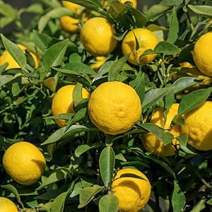 Amazon.com : Yuzu Mandarin Tree Live, Grafted Yuzu Plant Tree in Pot, 3 ...