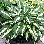 Abiqua Moonbeam Hosta - thehostafarm.com