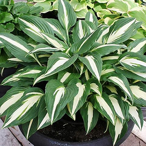 Abiqua Moonbeam Hosta - thehostafarm.com