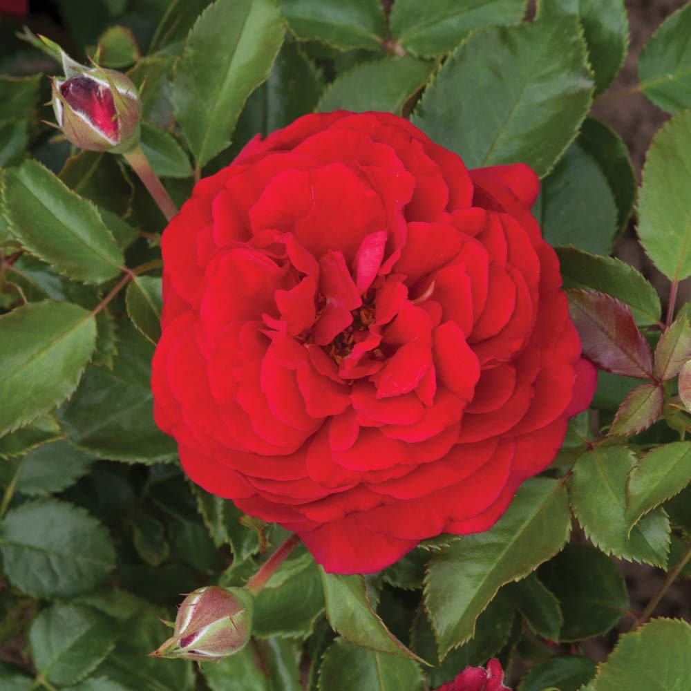 You Garden - Old English Shrub Rose 'Red' Bare Root : Amazon.co.uk: Garden
