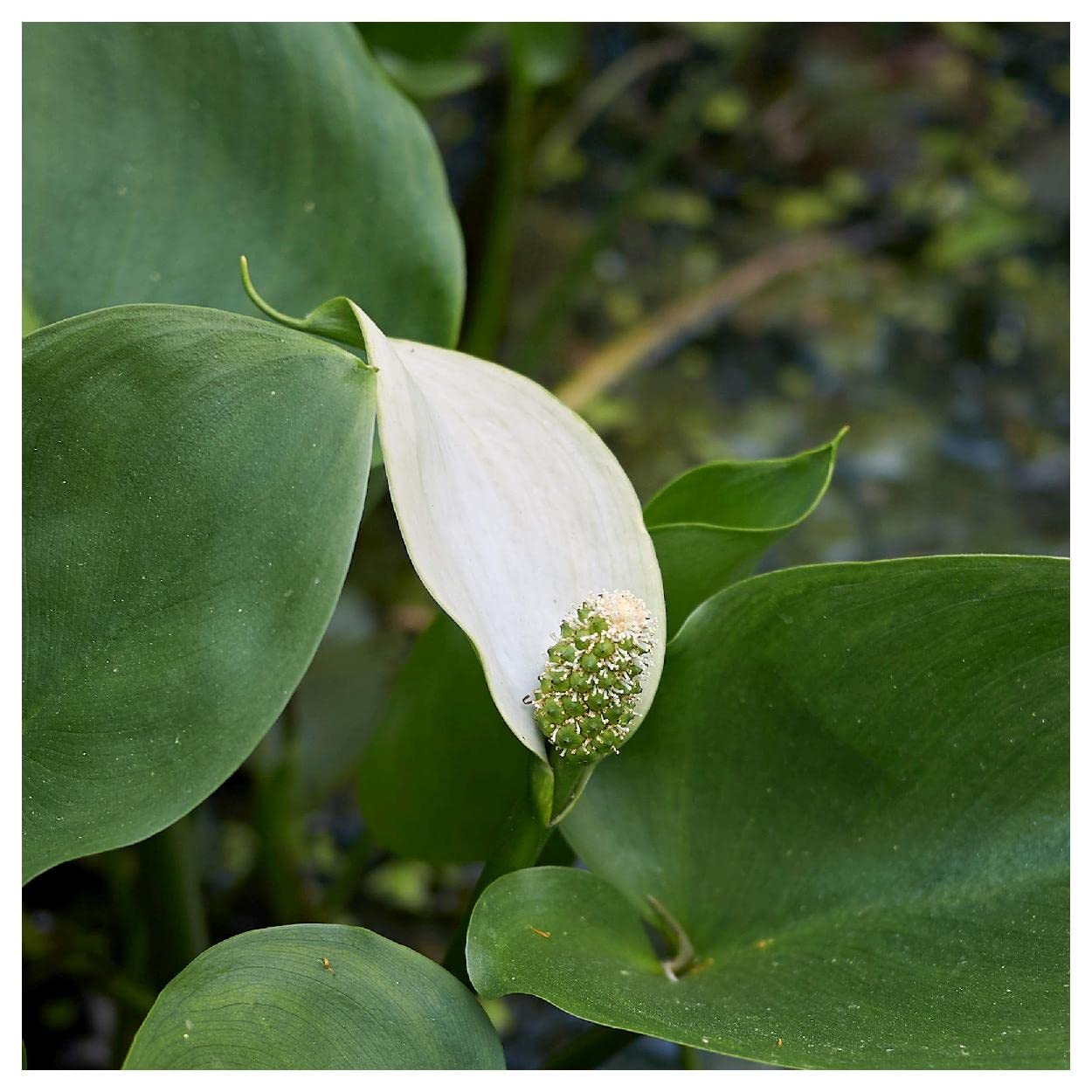 Amazon.com : Everwilde Farms - 1 Oz Arrow Arum Native Wildflower Seeds ...