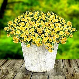 Amazon.com : 100pcs Yellow Superbells Calibrachoa Flower Seeds Generic ...