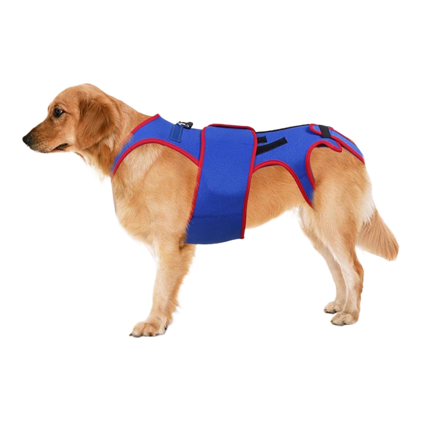 Amazon.com : Dog Back Brace for Arthritis & IVDD - Adjustable Spinal ...