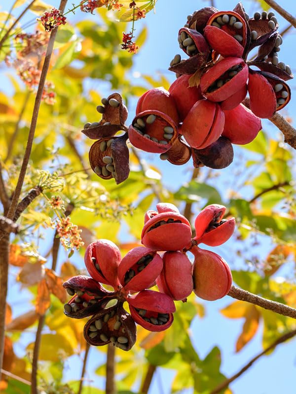 BONOBITHI Chaina Almond, Box Nut, Bakso Badam, Java Almond Tree ...