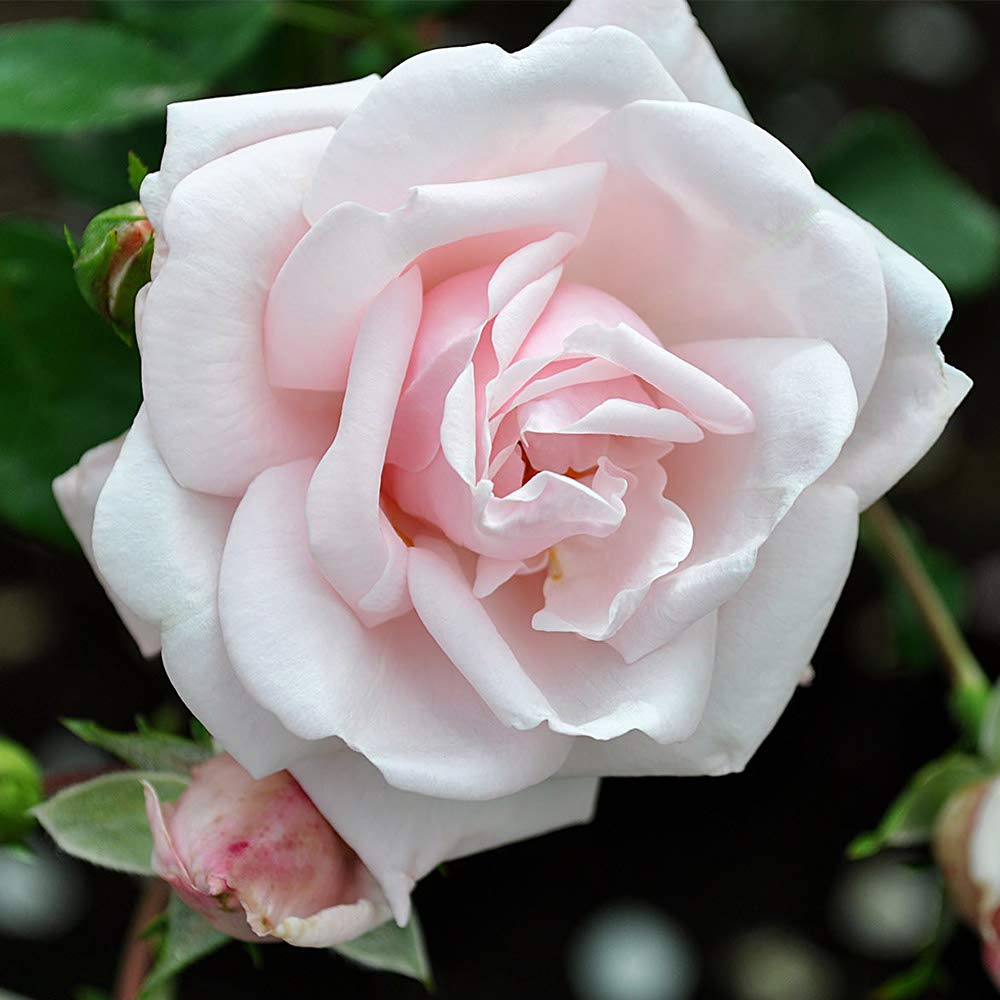 White Dawn Climbing Rose
