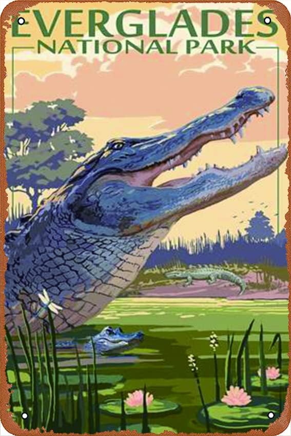 Amazon.com : The Everglades National Park, Florida - Alligator Scene ...