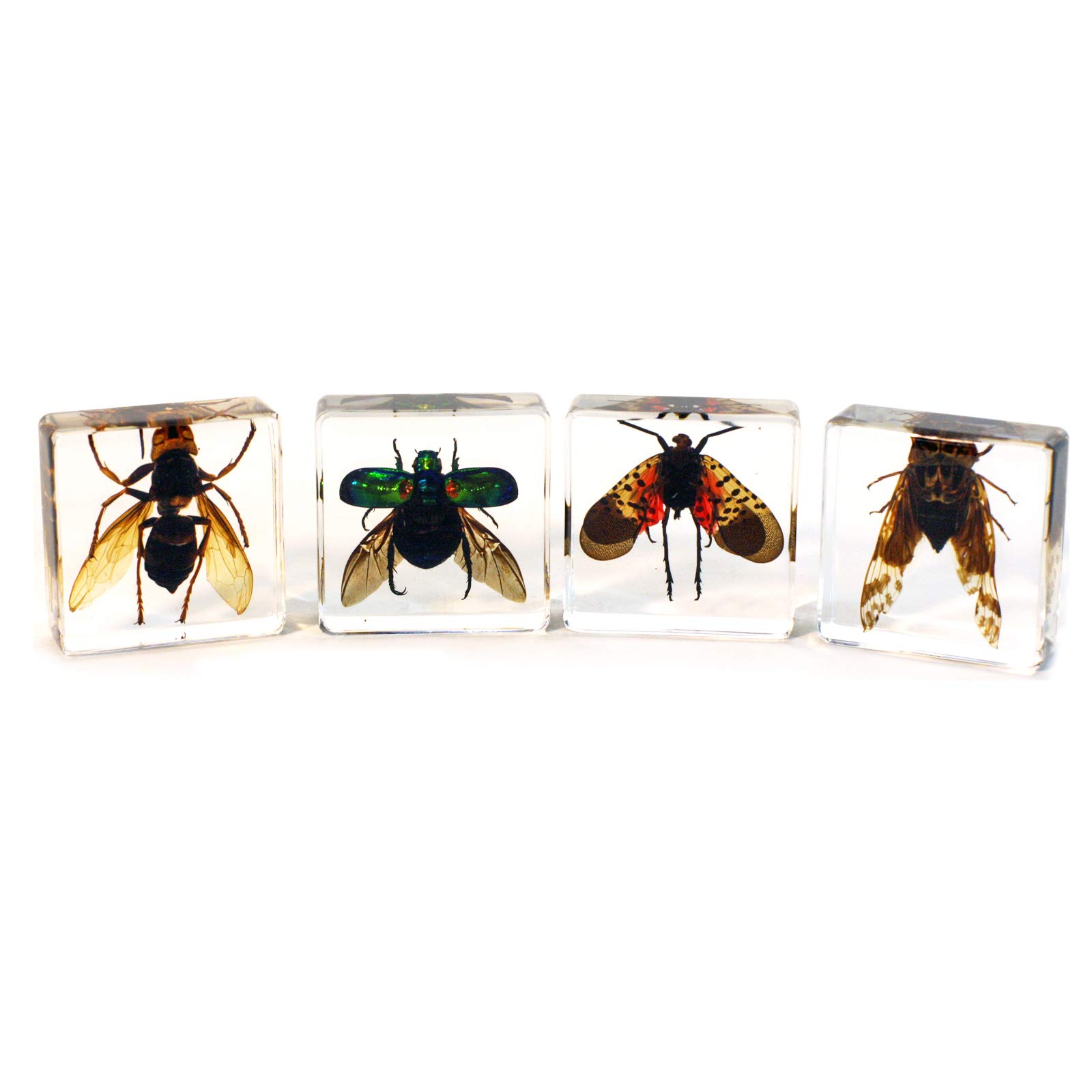 REAL BUG 4pc Flying Insect Paperweight Collection : Amazon.ca: Office ...