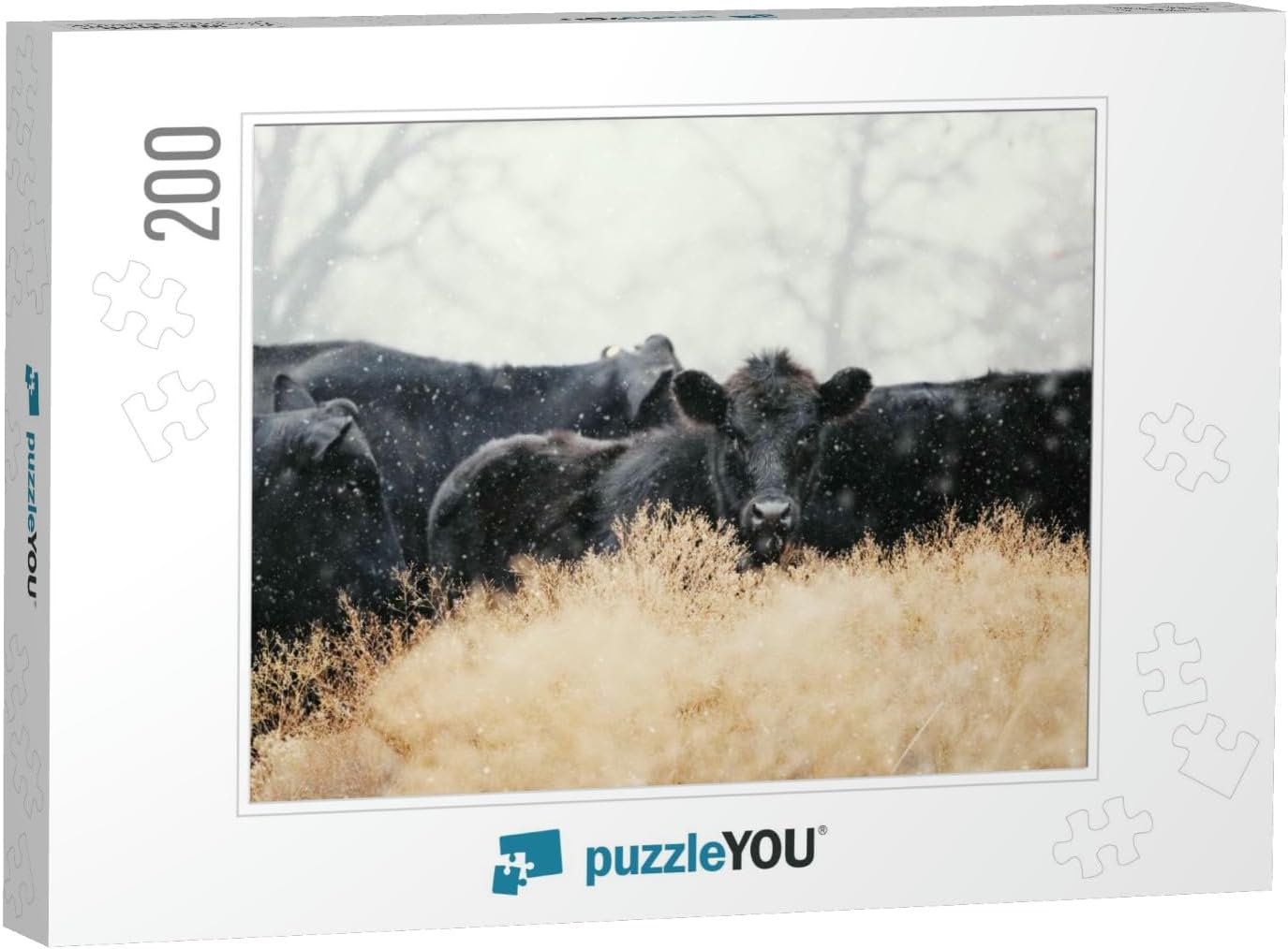 Amazon.com: Black Angus Calves with Beef Herd of Cows in Snow on Farm ...