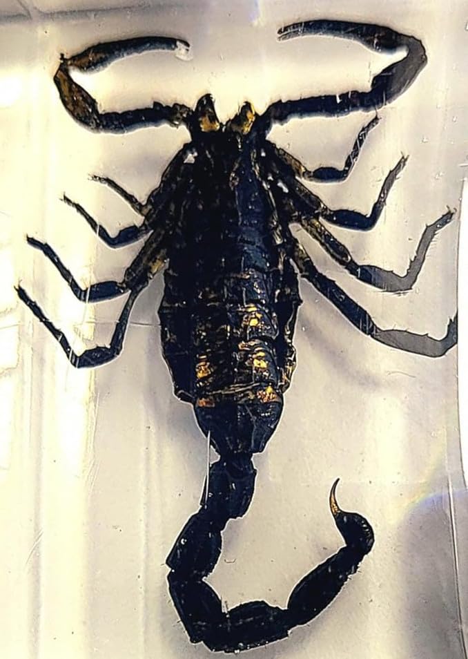 44mm Real Black Scorpion in Crystal Clear Lucite Resin Crafts Specimen ...