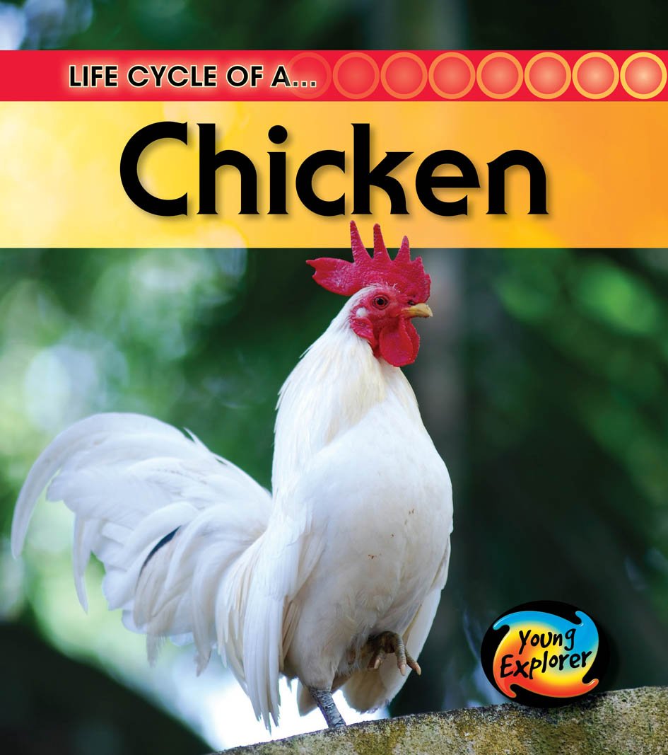 Life Cycle of a Chicken (Life Cycles): Amazon.co.uk: Royston, Angela ...