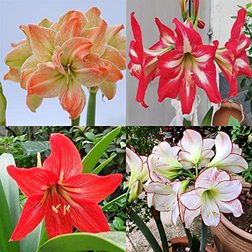 Que son bulbos [Tu Huerto y tus semillas] 2023