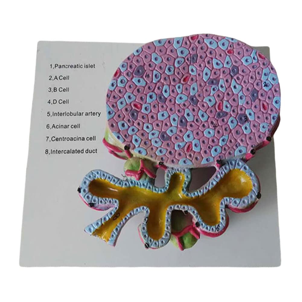 Buy BEAGHTY 100X Human Pancreas Glandular Cell Model, Medical ...