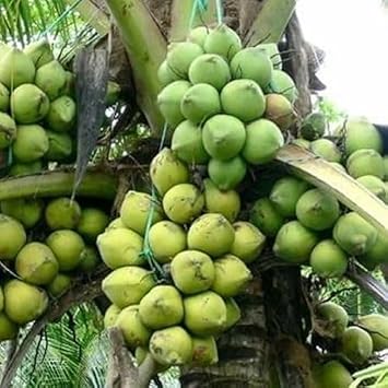 MITU Coconut 'Ganga Bordhan Coconut Plant Dwarf Live Plant Kerala ...
