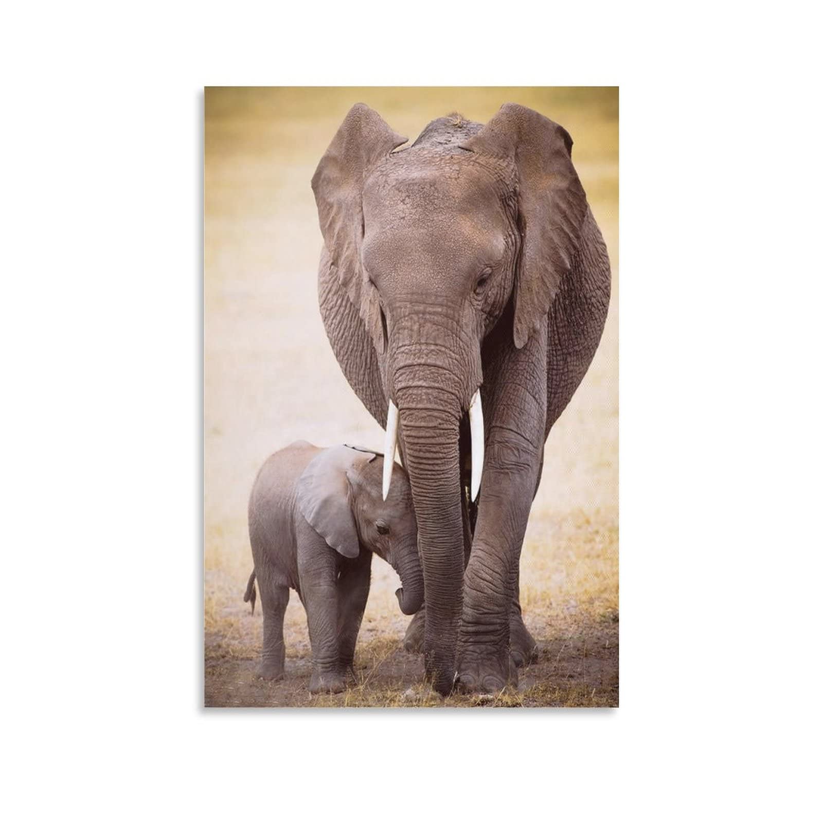 Amazon.com: African Elephant Animals Mammals, Motherly Love, African ...