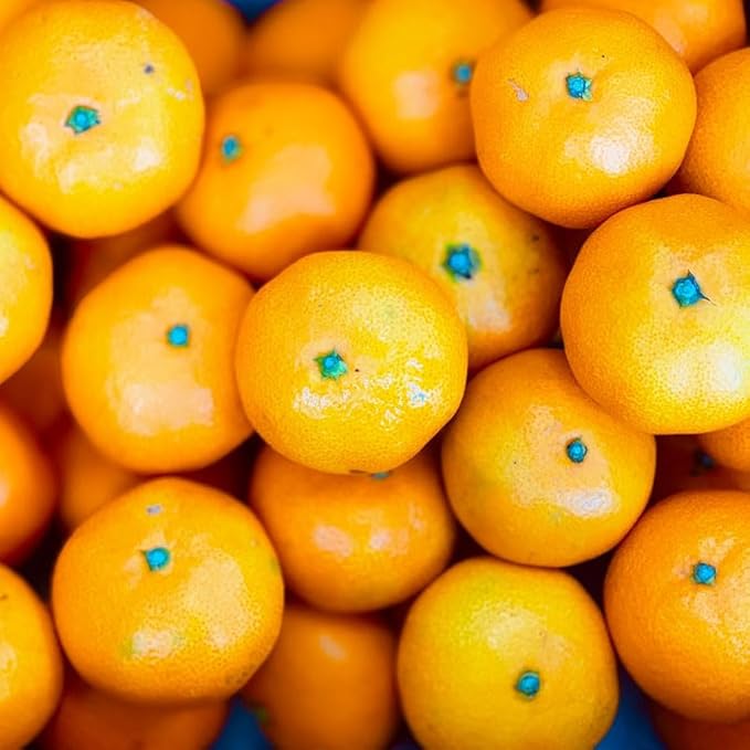 Amazon.co.jp: 【塩屋みかん 中玉 贈答用 5kg】 M～Lサイズ混合 熊本県産 産地直送 河内産 ミカン くまモン 熊本みかん 甘い 贈り物 くまもとみかん みかん お歳暮 ...