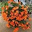 Amazon.com : Orange Easter Cactus Plant, 4 to 6 Inch, Spring Easter ...