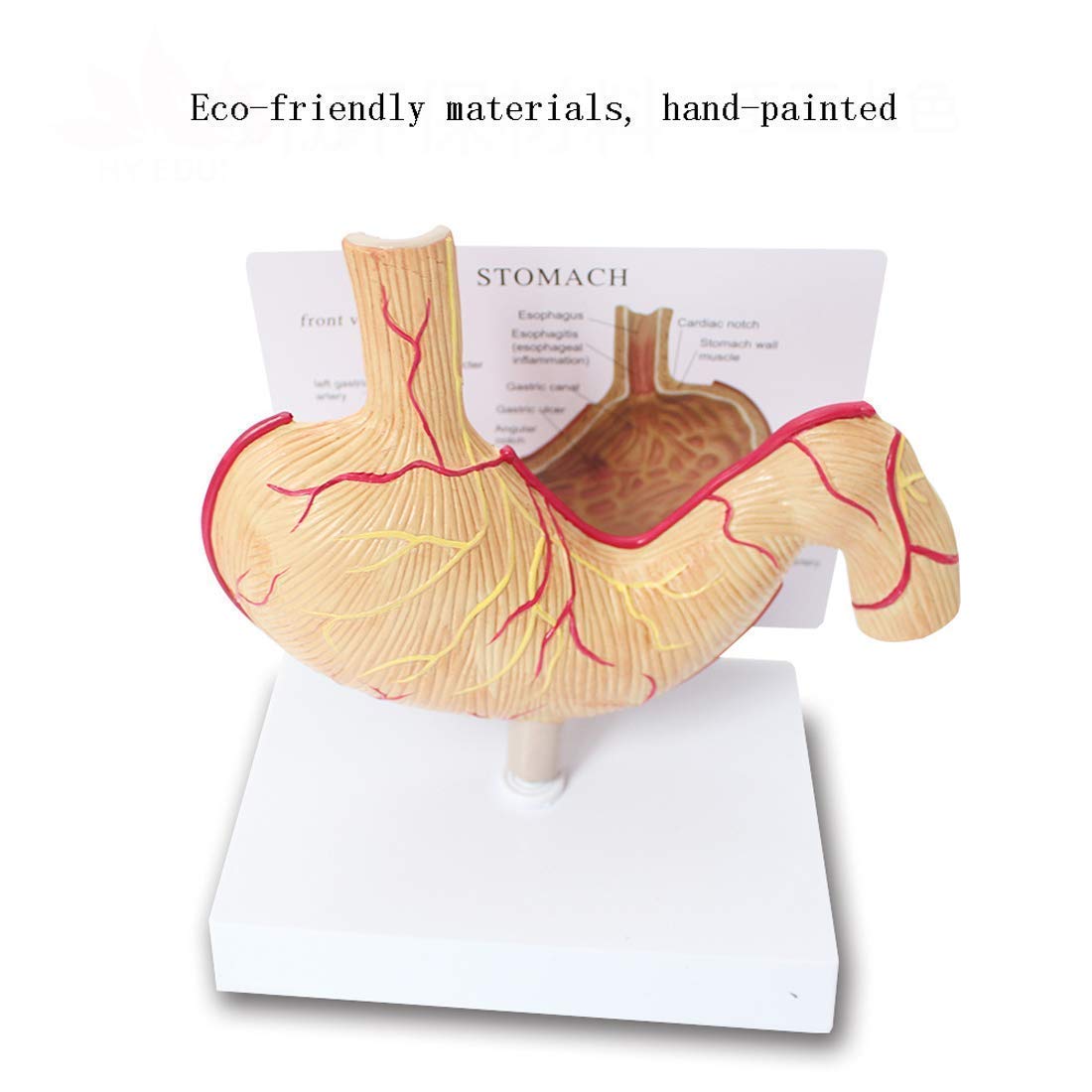 Cardiac Notch Stomach