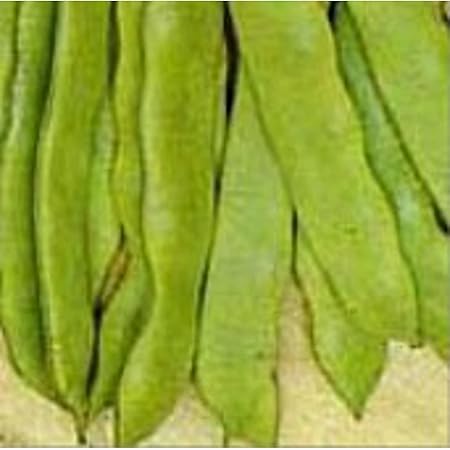 Supermarconi, Romano Pole Beans, Italian Heirloom
