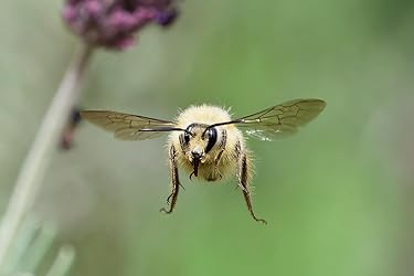 Amazon.com : Sony Alpha 9 III Mirrorless Camera with World's First Full-Frame 24.6MP Global ...