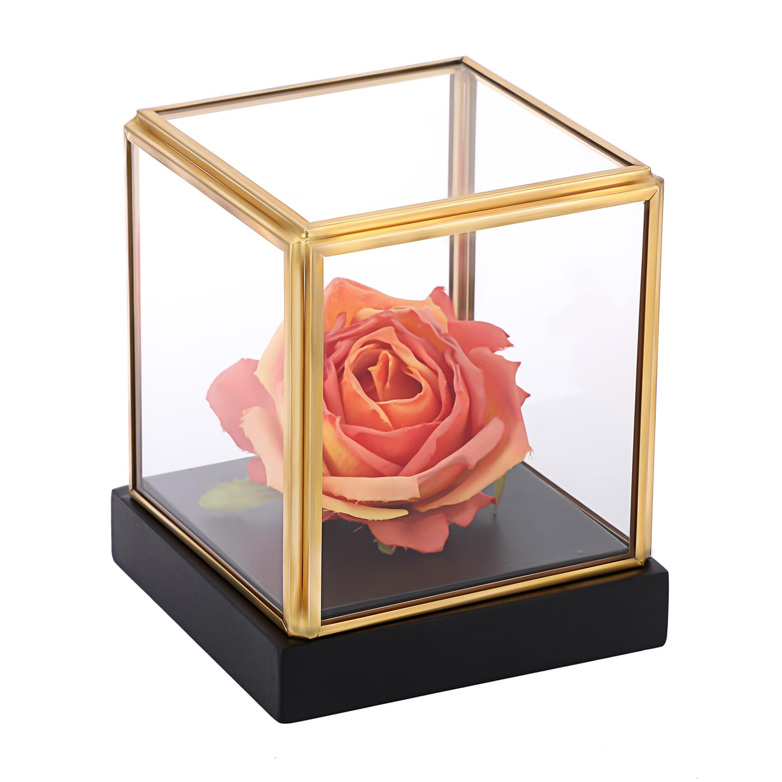 TOLIDA 10*10*12cm Clear Glass Display Box with Black Pine Base ...