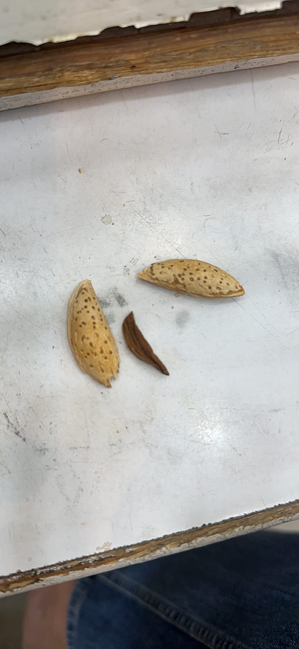 Sindhi Dry Fruits Kagazi Badam, Almonds with Shells, Contains Kagazi ...