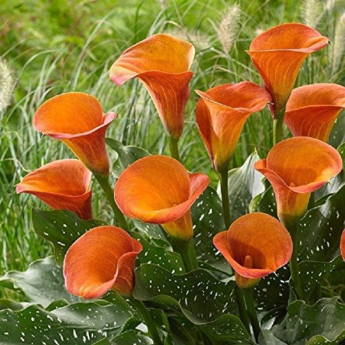Zantedeschia Calla Lily Flower Bulbs Importef Rare Variety for All ...