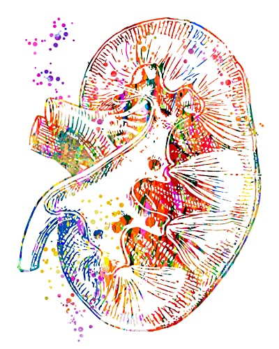 Amazon.com: Nephrology Art Kidney Art Print Body Art, Medical Art work ...
