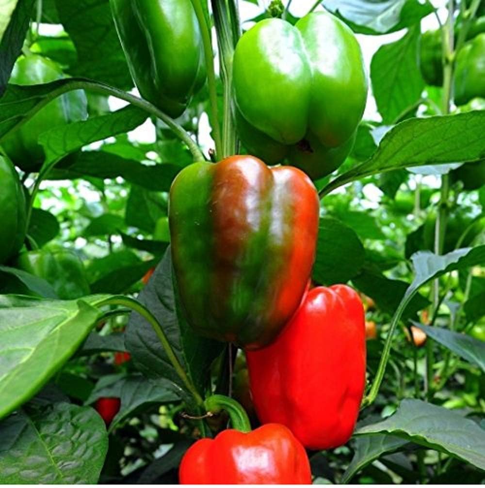 Pepper Bell California Wonder FBA-3224 (rojo) 25 semillas de reliquia ...