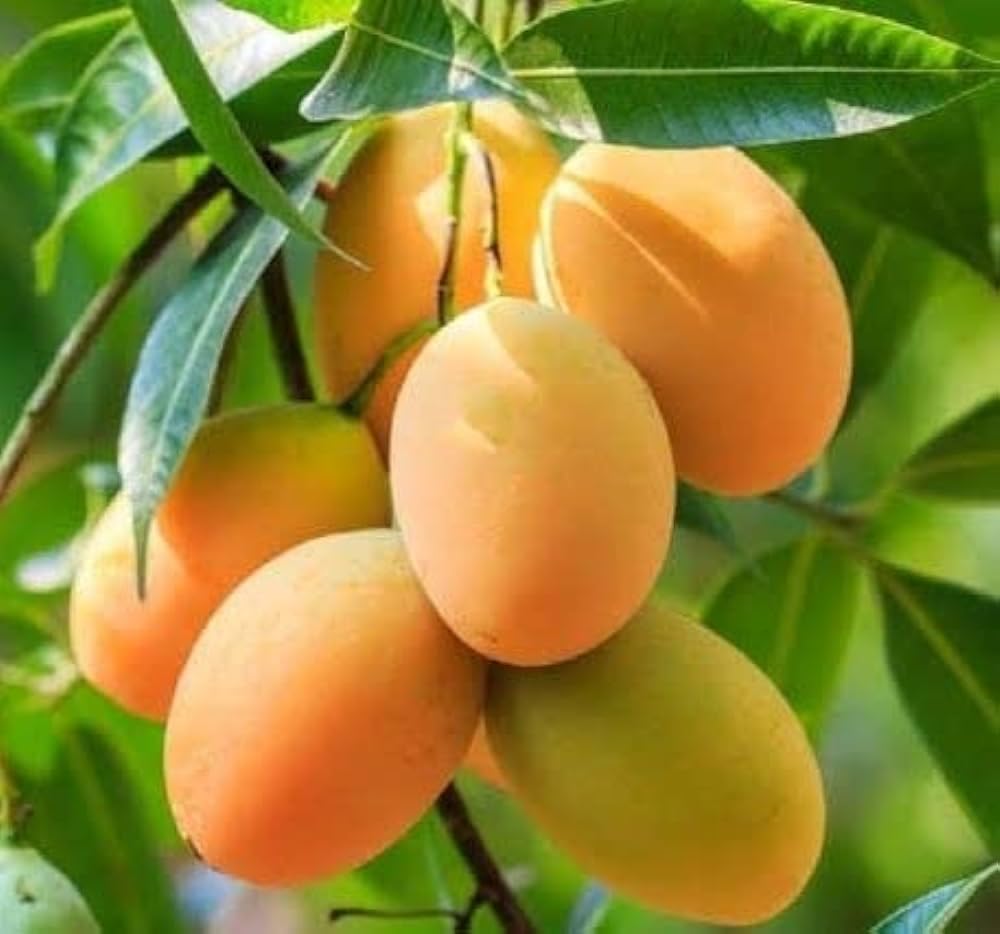 Buy Alphonso mango , delicious mango fruit , hybrid variety alphonso ...