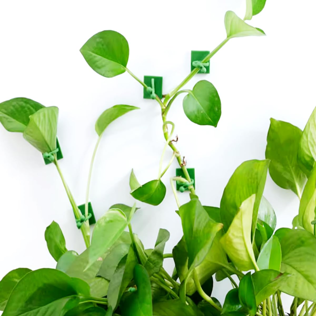 Snapklik.com : 120PCS Plant Climbing Wall Fixture Invisible Clips ...