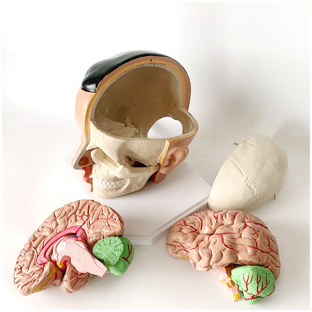 Buy LUCKFY Brain Model Cranial Artery Anatomical Model Human Head ...