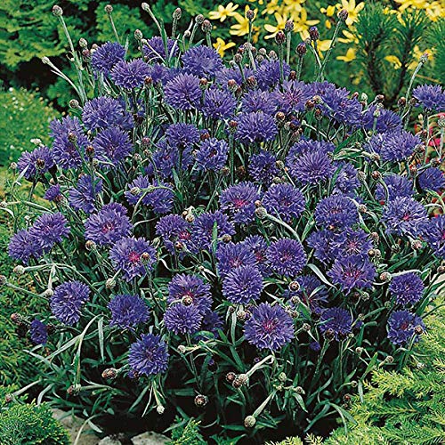 M-Tech Gardens Rare Exotic " Midget Blue " Cornflower Flower 30 Seeds ...