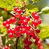 Amazon.com : Red Currant Bush Live Plant, Red Currant Plant Live for ...