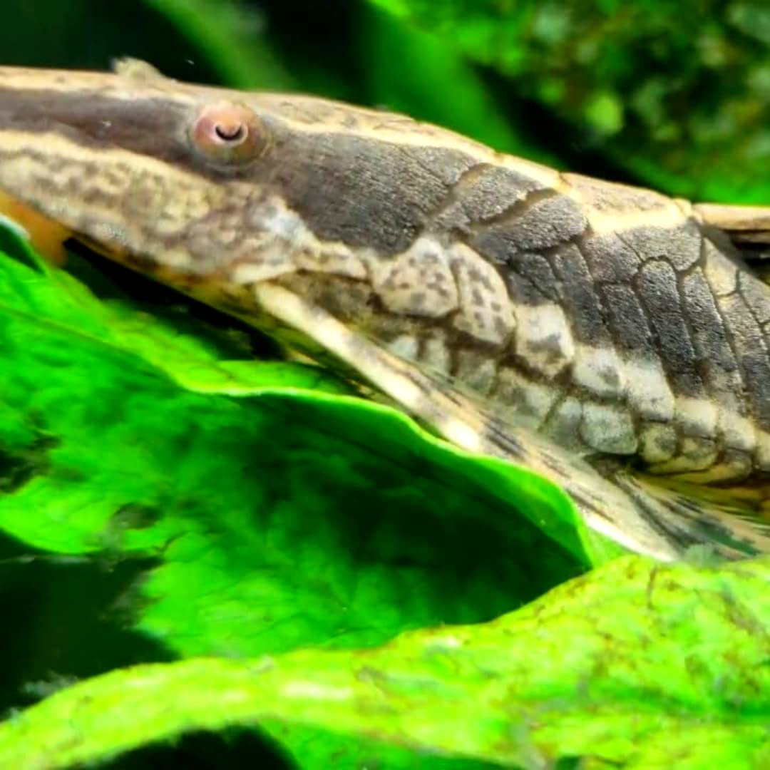 Royal Farlowella Catfish