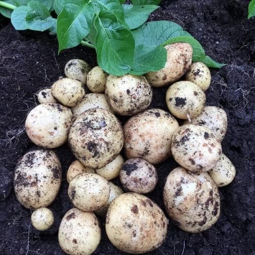First Early Seed Potatoes Winston- All Rounder Potatoes Variety,X10 ...
