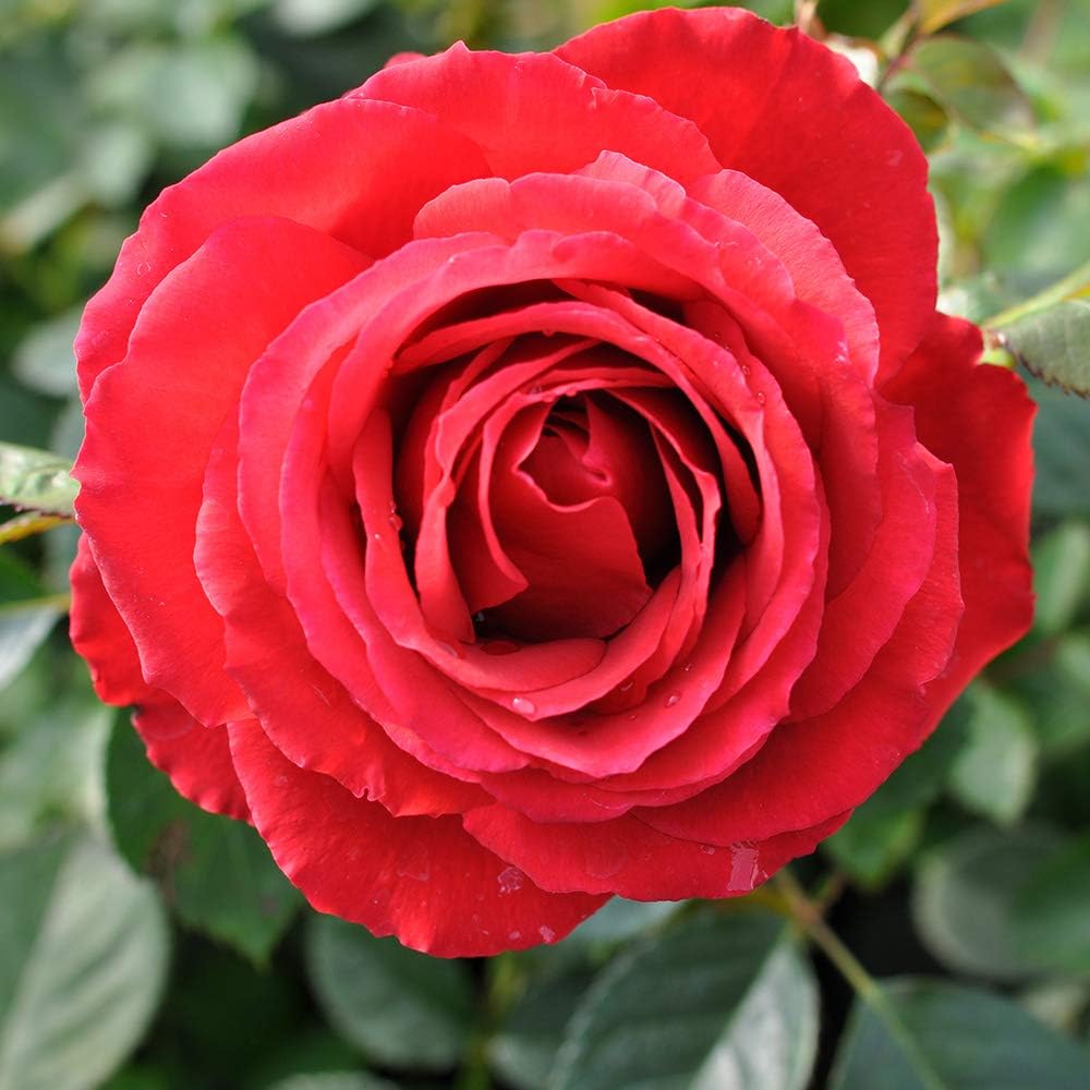 Amazon.com : Heirloom Roses Hybrid Tea Rose Plant - Eleganza® Grande ...