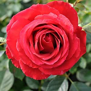 Amazon.com : Heirloom Roses Hybrid Tea Rose Plant - Eleganza® Grande ...