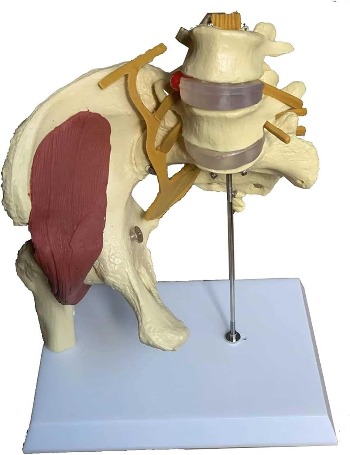 Amazon.com: CHROX Female Pelvic Skeleton Anatomical Model,Muscle and ...