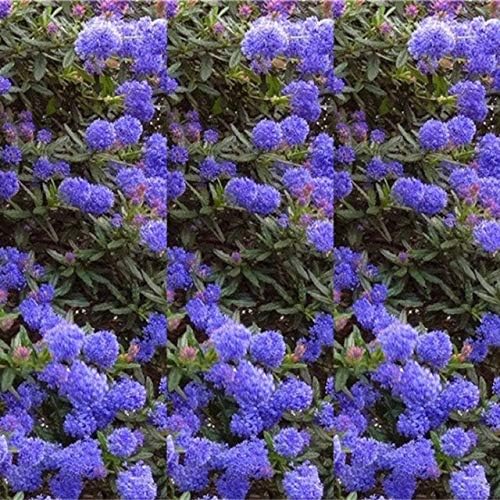 3 x Ceanothus 'Blue Diamond' Californian Lilac Bushes in 9cm Pots Ready ...