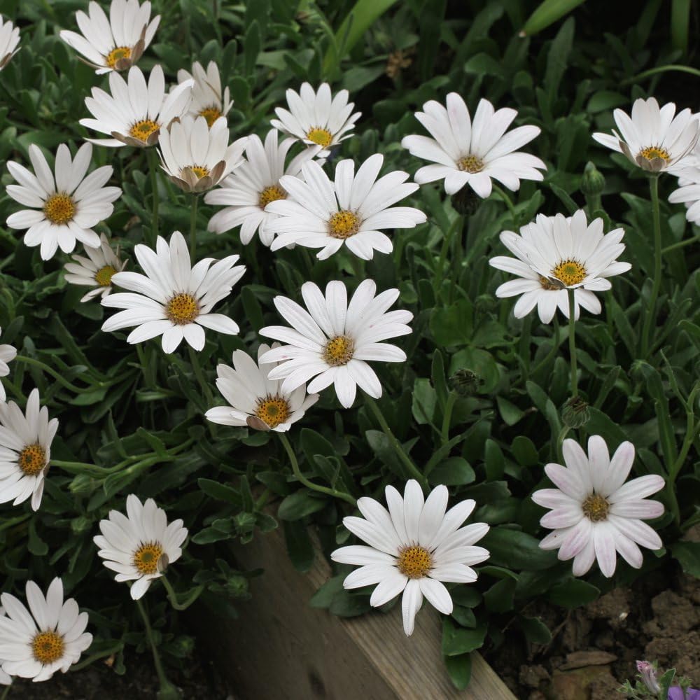 Osteospermum 'Snow Pixie' Hardy African Daisy - White Petals with ...