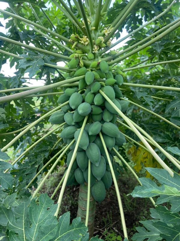Red lady papaya f1 hybrid seeds Pack Of 217 : Amazon.in: Garden & Outdoors